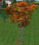 Mod The Sims - Testers wanted - New Fall coloured Birch Tree *Recalled