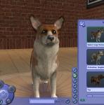Mod The Sims - Welsh Corgi Pembroke