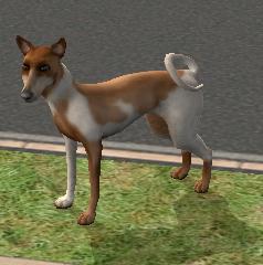 Mod The Sims - Basenji Dog