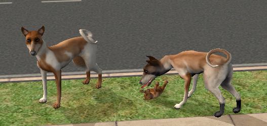 Mod The Sims - Basenji Dog