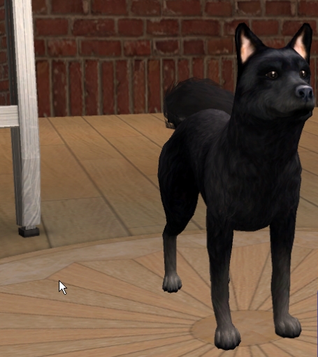 Mod The Sims - My Pet Monster, a Pom/Shih tzu/Maltese mix