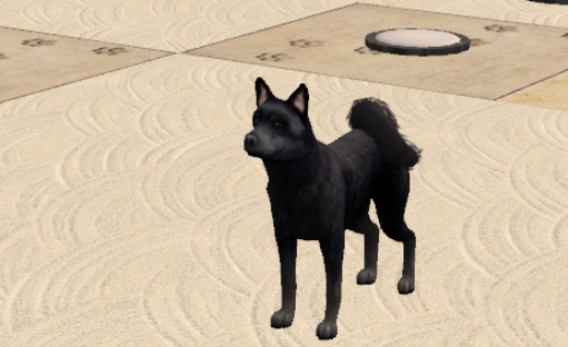 Mod The Sims - My Pet Monster, a Pom/Shih tzu/Maltese mix