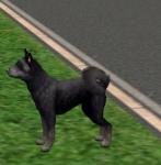Mod The Sims - My Pet Monster, a Pom/Shih tzu/Maltese mix