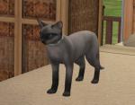 Mod The Sims - Tempest Shadow Cat