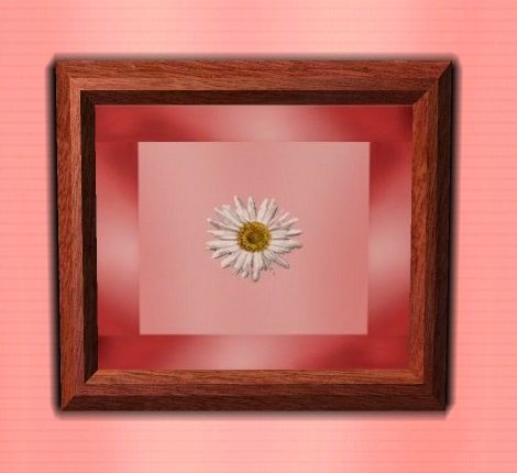 Mod The Sims - D2D TC01 - Pink Daisy set