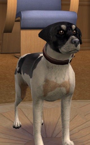 Mod The Sims - Rat Terrier