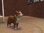 Mod The Sims - Pembroke Welsh Corgi