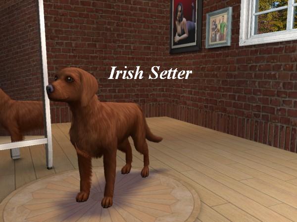 Mod The Sims - Various Setter breeds