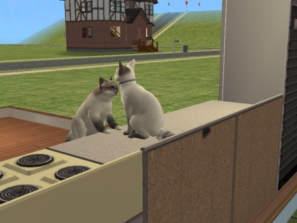 Mod The Sims - Curious Candy and Suprised Gumbo - New cat breeds