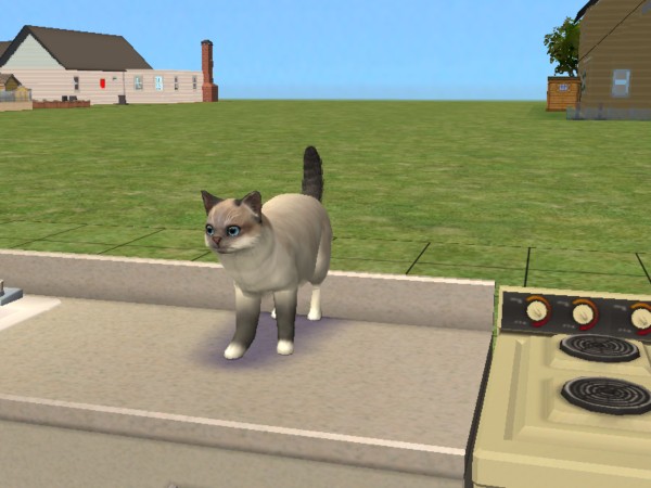 Mod The Sims - Curious Candy and Suprised Gumbo - New cat breeds