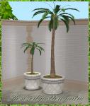 Mod The Sims - Baby palm tree in a pot