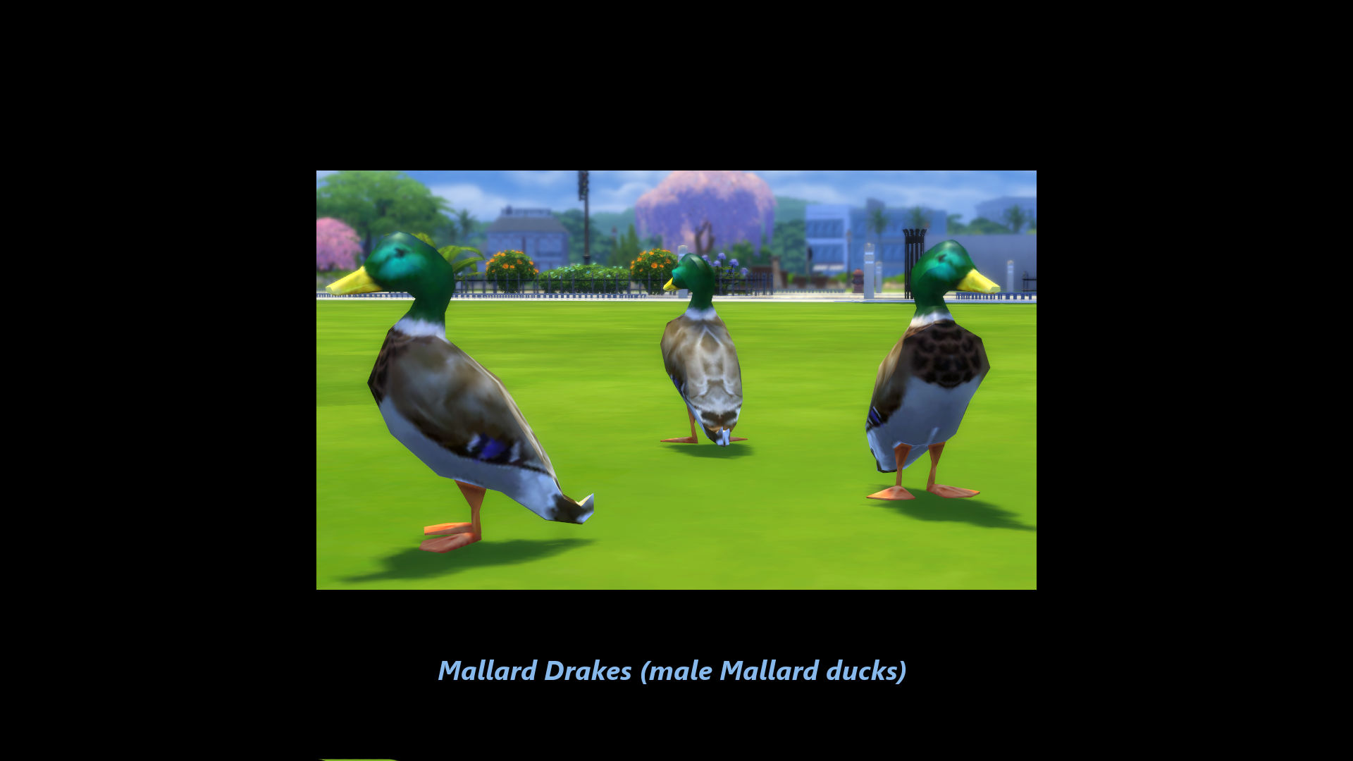 Mod The Sims - Free the Ducks!