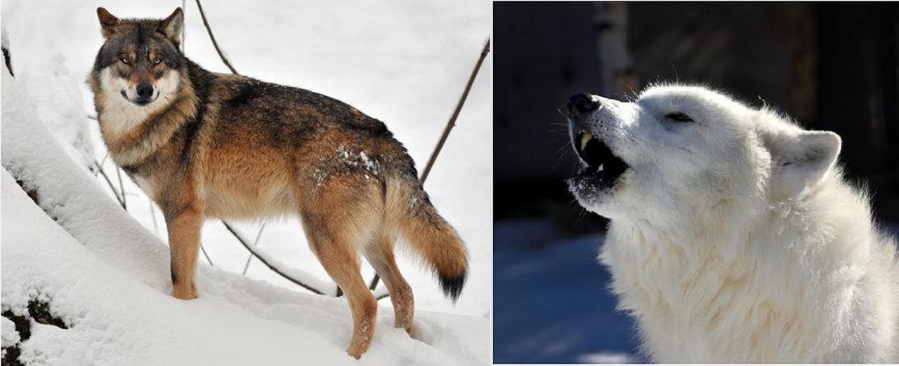 Mod The Sims - Wolves for your Sims!