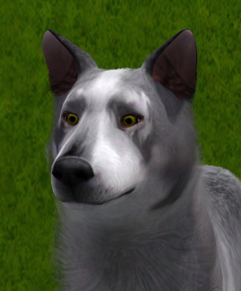 Mod The Sims - Wolves for your Sims!