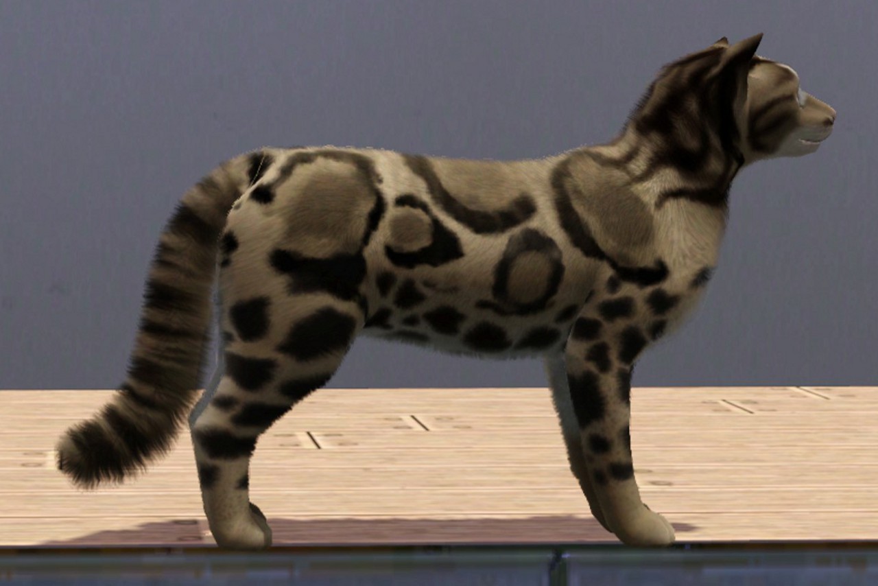 clouded leopard pet names