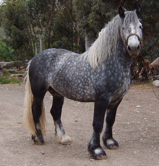 roan percheron