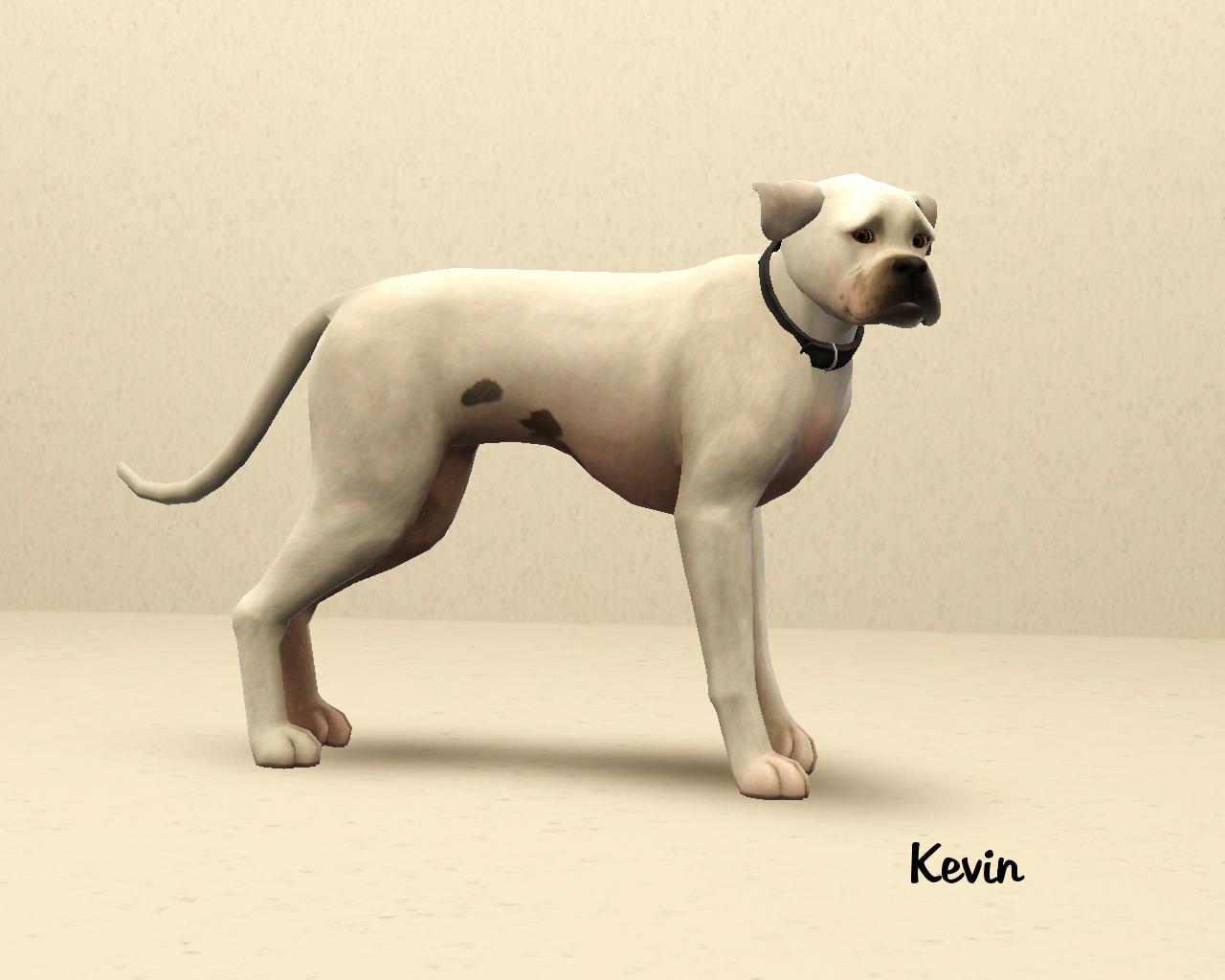 Mod The Sims - Bountiful Boxers: 4 very different dogs up for adoption