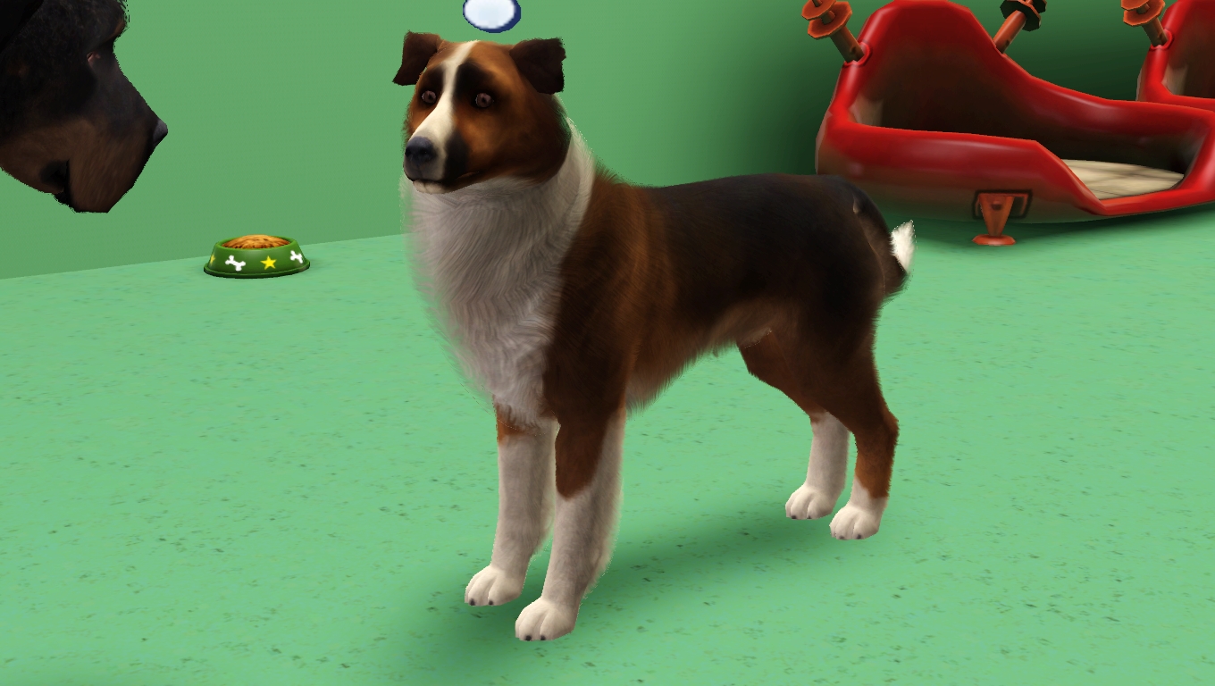 Mod The Sims - Collie Mix, Sheba