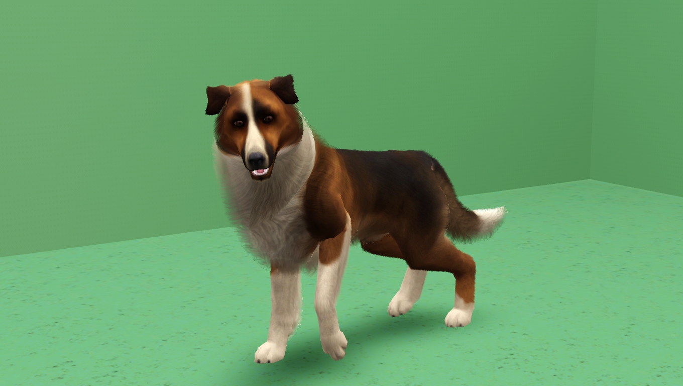 Mod The Sims - Collie Mix, Sheba