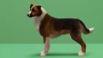 Mod The Sims - Collie Mix, Sheba