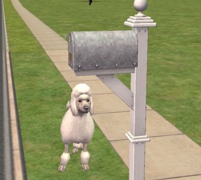 Mod The Sims - Standard Poodle