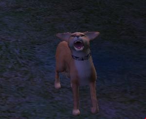 Mod The Sims - Feisty little Fennec Fox!