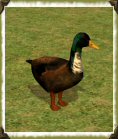 Mod The Sims - Rideable Duck - Requested