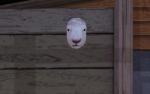 Mod The Sims - Functional Sheep (Look! A living sheep!) V1.2